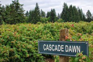 Smith Berry Barn – Growing good taste from the ground up