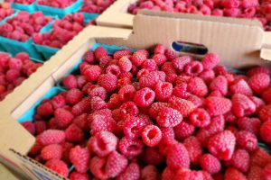 Smith Berry Barn – Growing good taste from the ground up