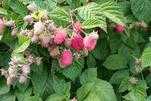 Smith Berry Barn – Growing good taste from the ground up
